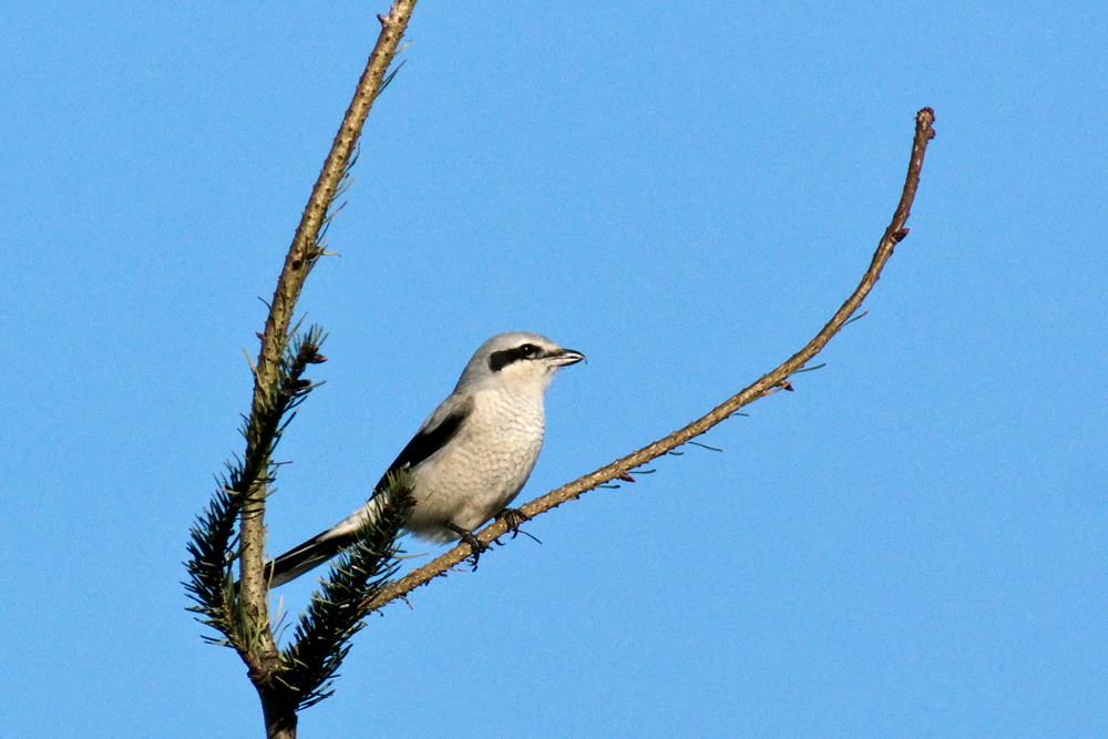 Northern Shrike
